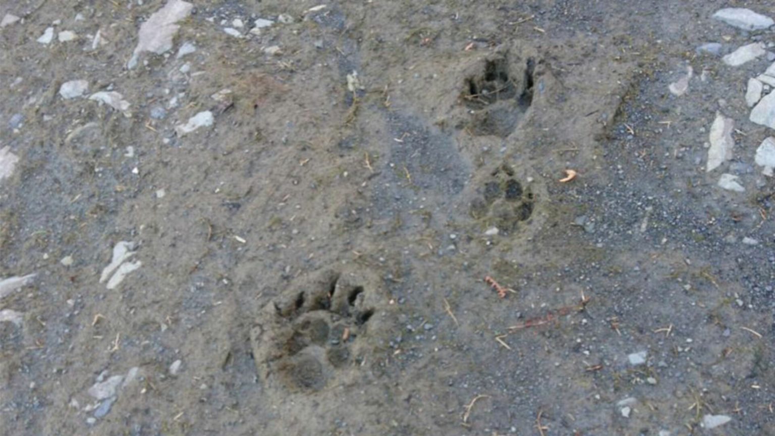 Badger Bait-Marking & Tracking | Territory Mapping UK